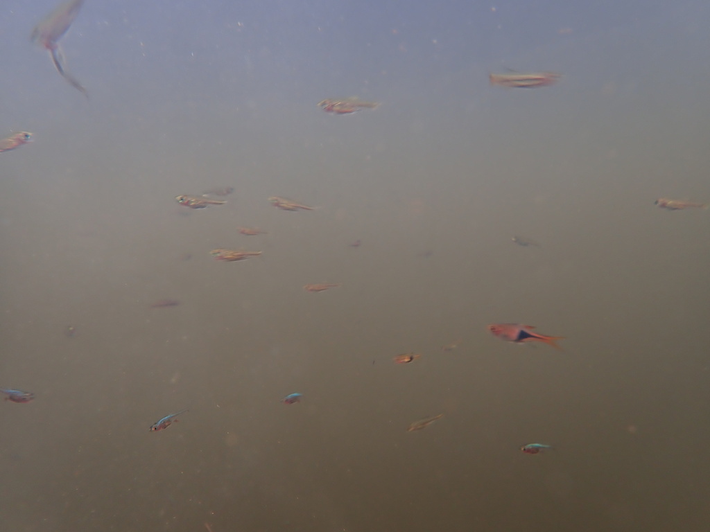 neon blue rasbora (Sundadanio axelrodi) - Marine Life Identification