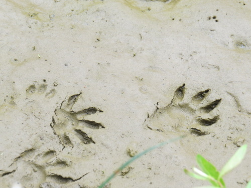 Raccoon Tracks – NatureTracking