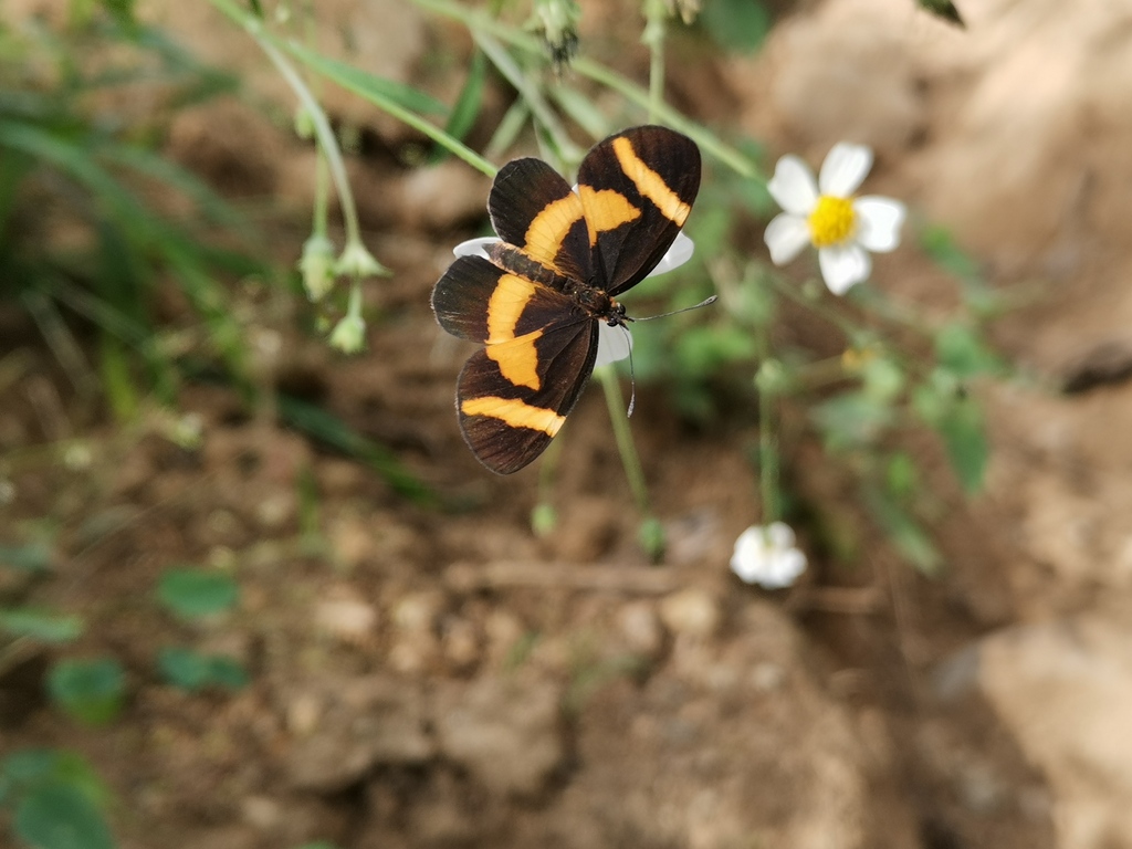Elfoid from 63717 Zapotán, Nay., México on October 16, 2021 at 03:07 PM ...