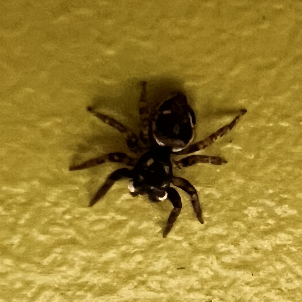 Twin-flagged Jumping Spider from Piper Ct, Richardson, TX, US on June 4 ...