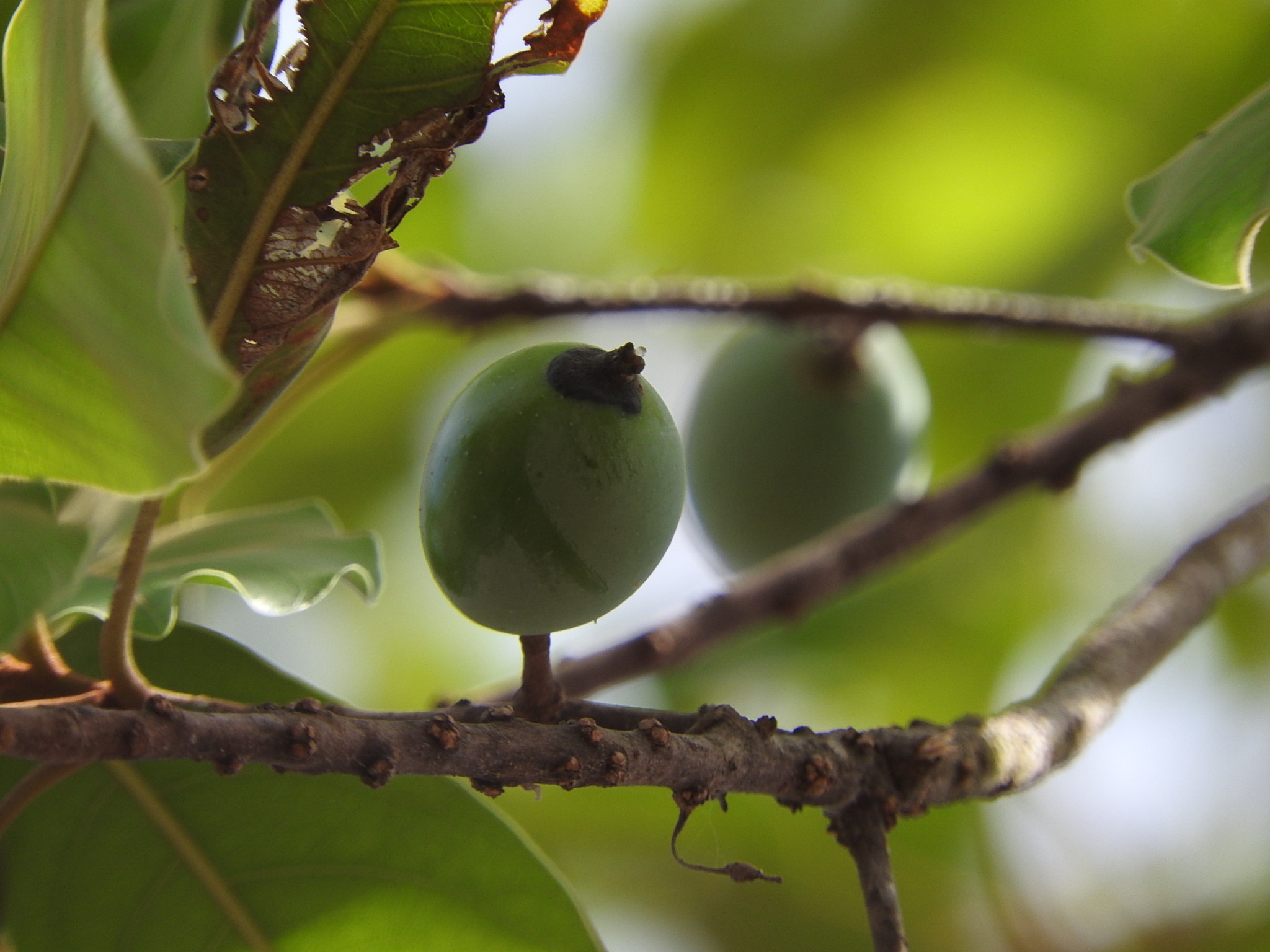Sideroxylon capiri (A.DC.) Pittier