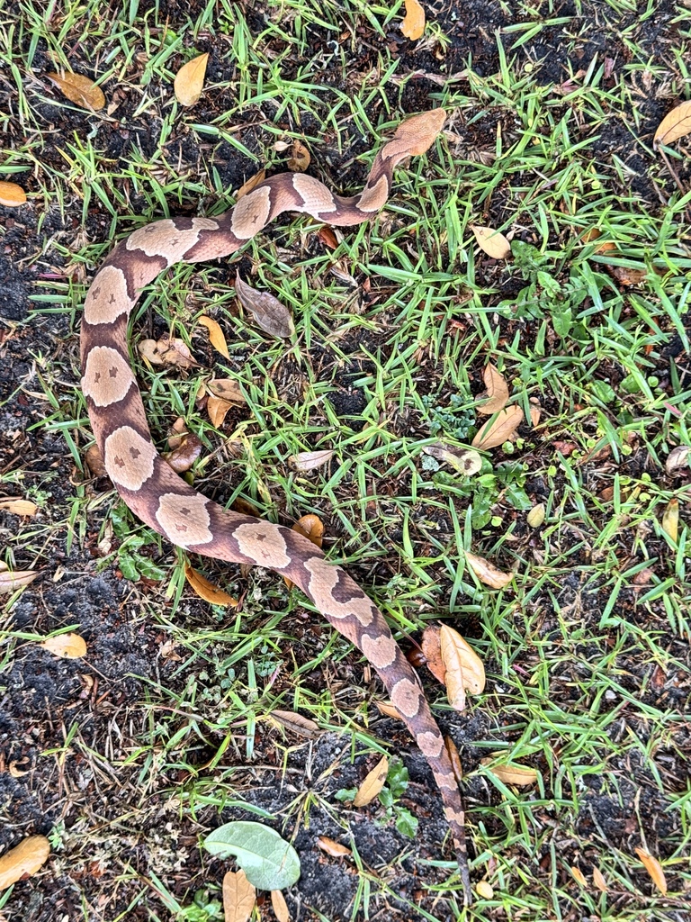Eastern Copperhead from Newport on May 14, 2024 at 05:20 PM by ncfishes ...