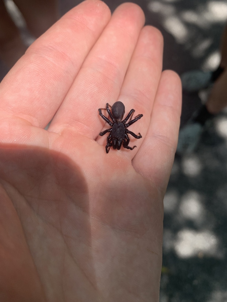 Atlantic Purseweb Spider from Salter Path Rd, Pine Knoll Shores, NC, US ...