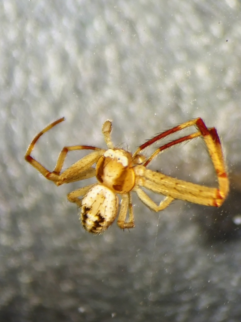 Swift Crab Spider from Cawston, BC V0X 1C0, Canada on May 21, 2021 by ...