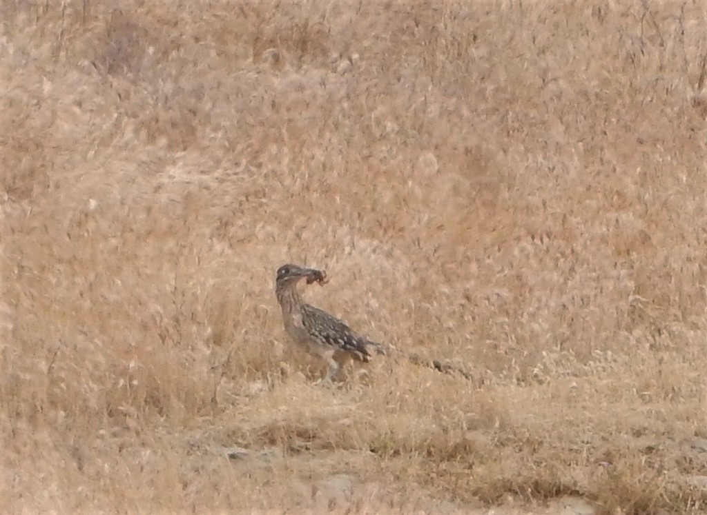 Greater Roadrunner from San Luis Obispo County, CA, USA on May 15, 2019 ...