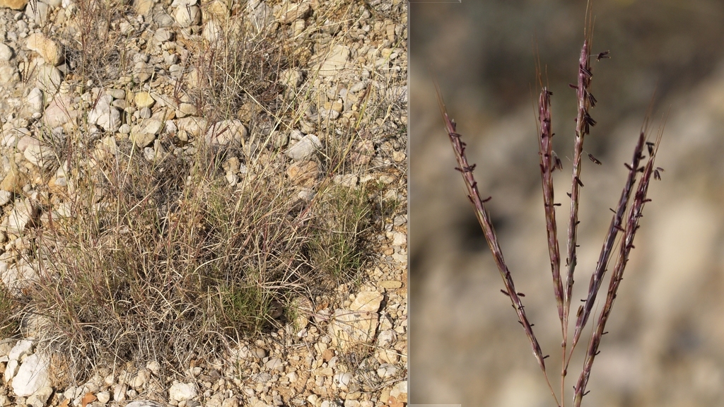 King Ranch Bluestem (Grasses, Sedges, Catails, and Allies (Order Poales ...