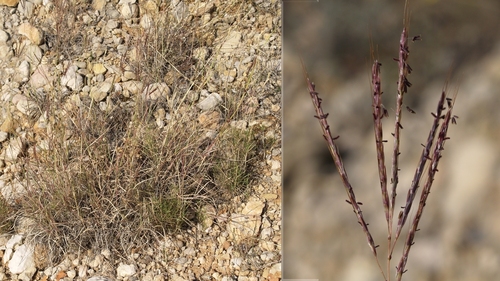 King Ranch Bluestem (Grasses, Sedges, Catails, and Allies (Order Poales ...
