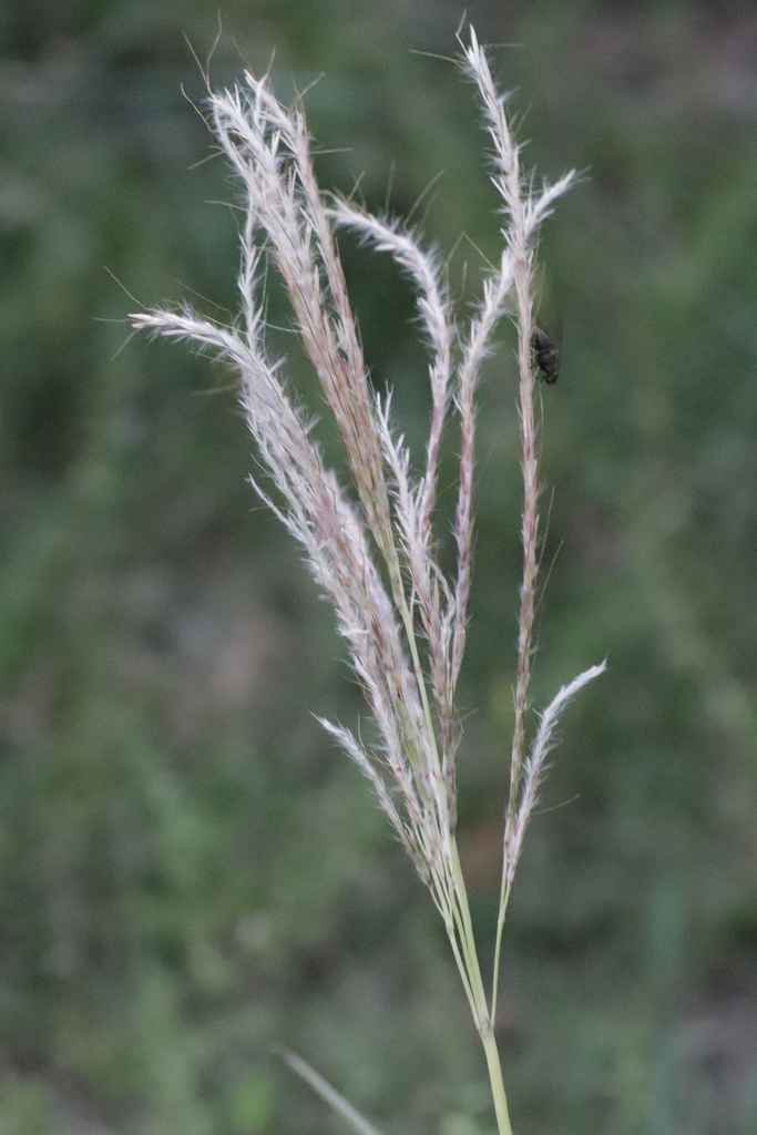 King Ranch Bluestem (Grasses, Sedges, Catails, and Allies (Order Poales ...