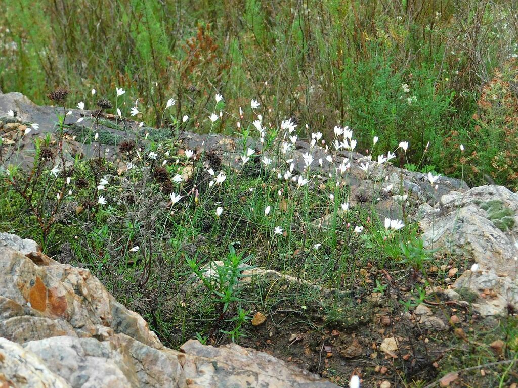 Twisted Snowflake from Platkloof Trail Greyton, 7233, South Africa on ...