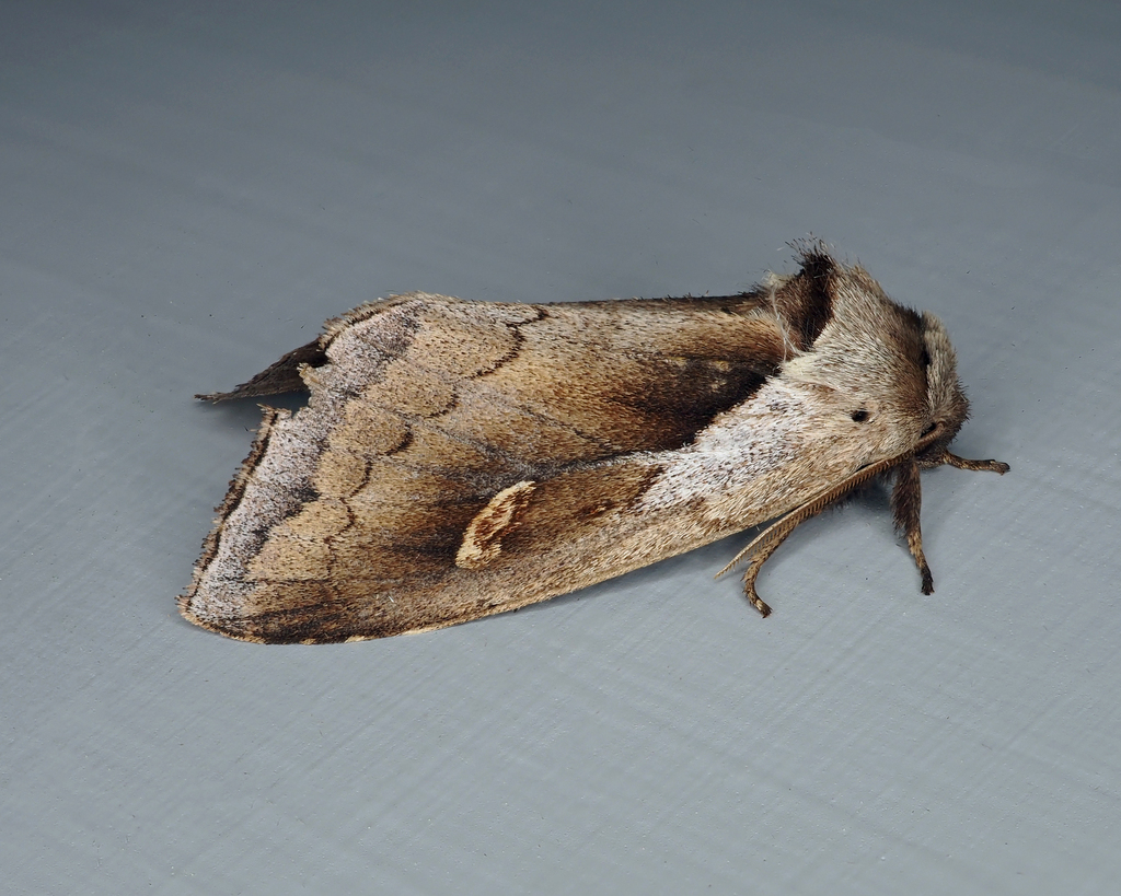 Cattail Borer Moth from Salem, NH 03079, USA on June 04, 2024 at 05:22 ...