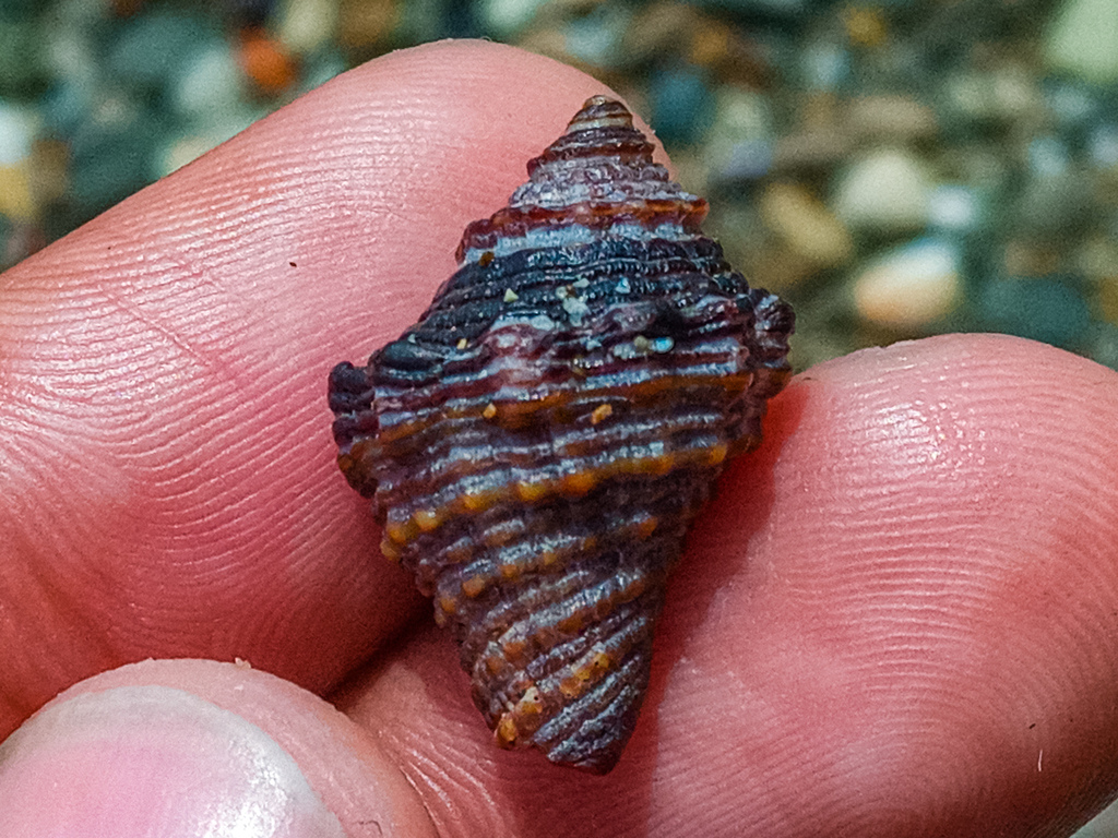 Cymia tectum from Parroquia Manta, Manta, Ecuador on April 12, 2024 at ...