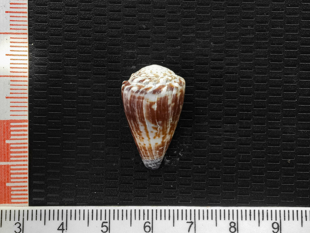 Nut Cone from Parroquia Manta, Manta, Ecuador on April 12, 2024 at 12: ...