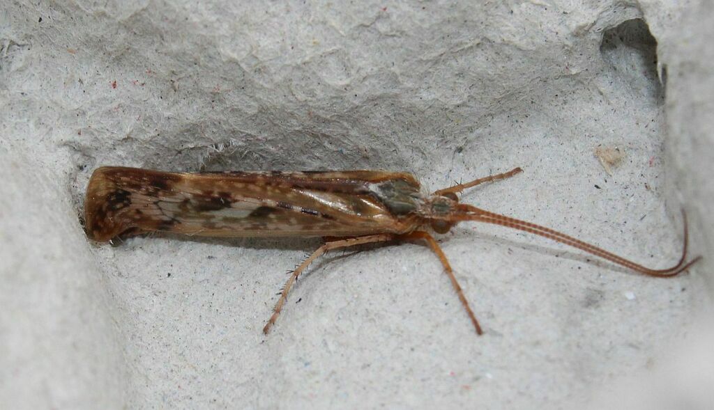 Limnephilus from Netherton, Dudley, UK on 04 June, 2024 at 06:33 AM by ...