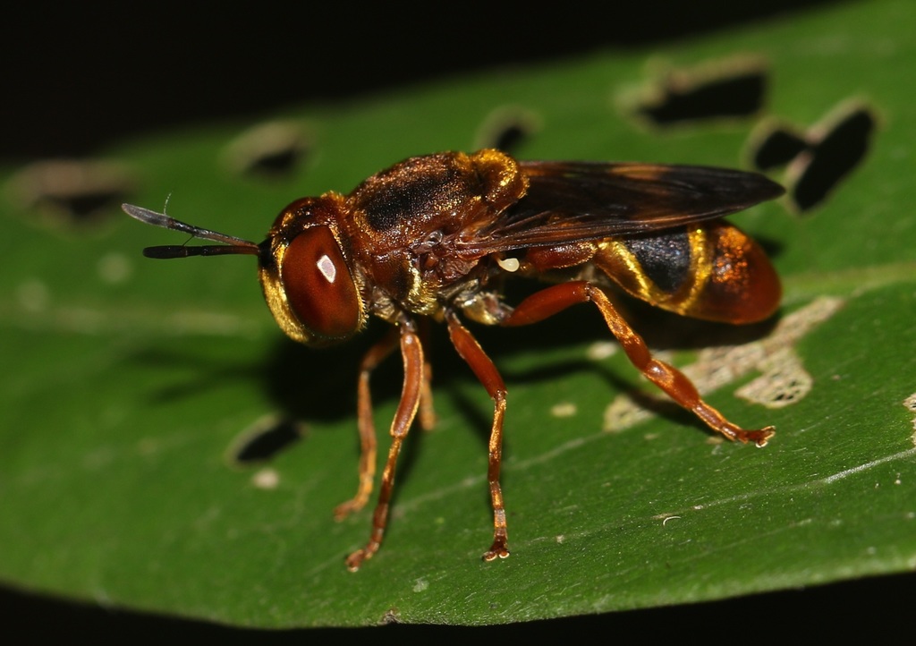 Metadon auricinctus from Ratnapura, Sri Lanka on May 16, 2019 at 09:51 ...