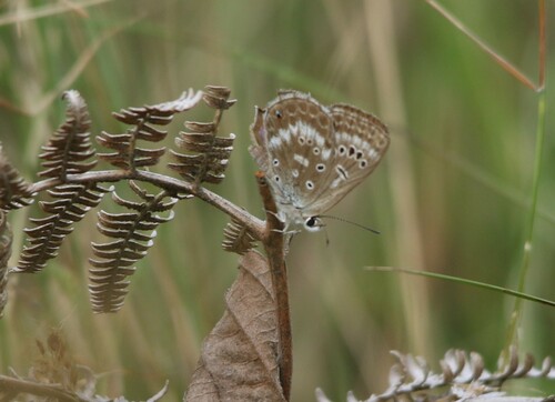 Orachrysops ariadne · iNaturalist