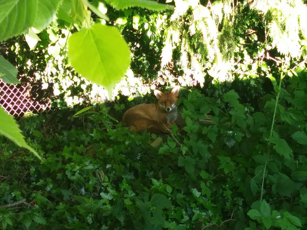 Red Fox from Sanderstead Station, South Croydon CR2 0PL, UK on May 16 ...