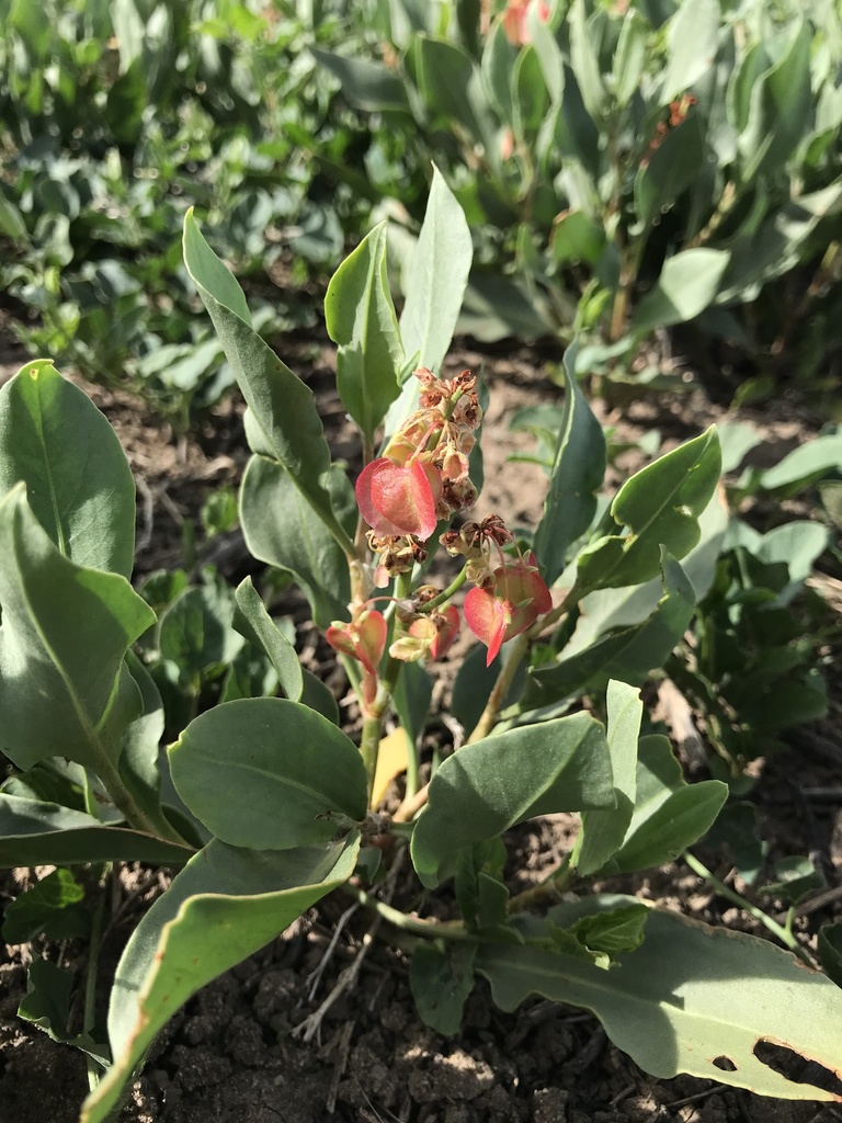 winged dock (Rumex venosus) - Botanical Realm