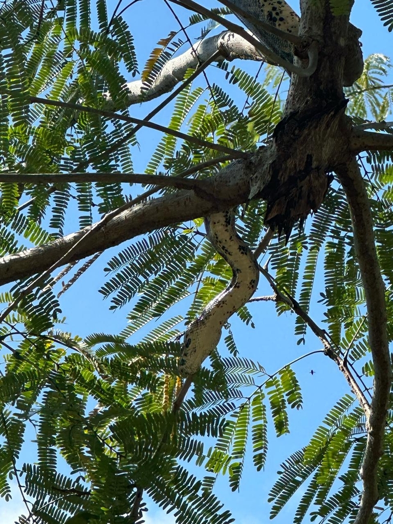 Central American Boa from 77730 Q.R., México on March 2, 2024 at 10:22 ...