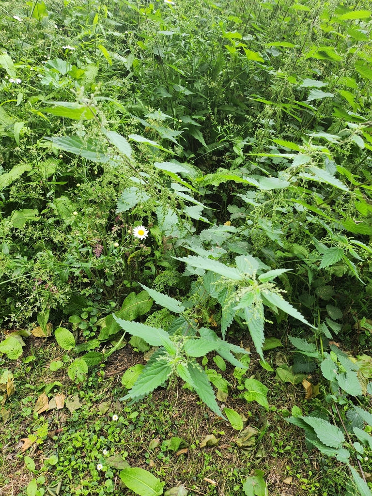 great stinging nettle from London SW1A 2BJ, UK on June 4, 2024 at 01:16 ...