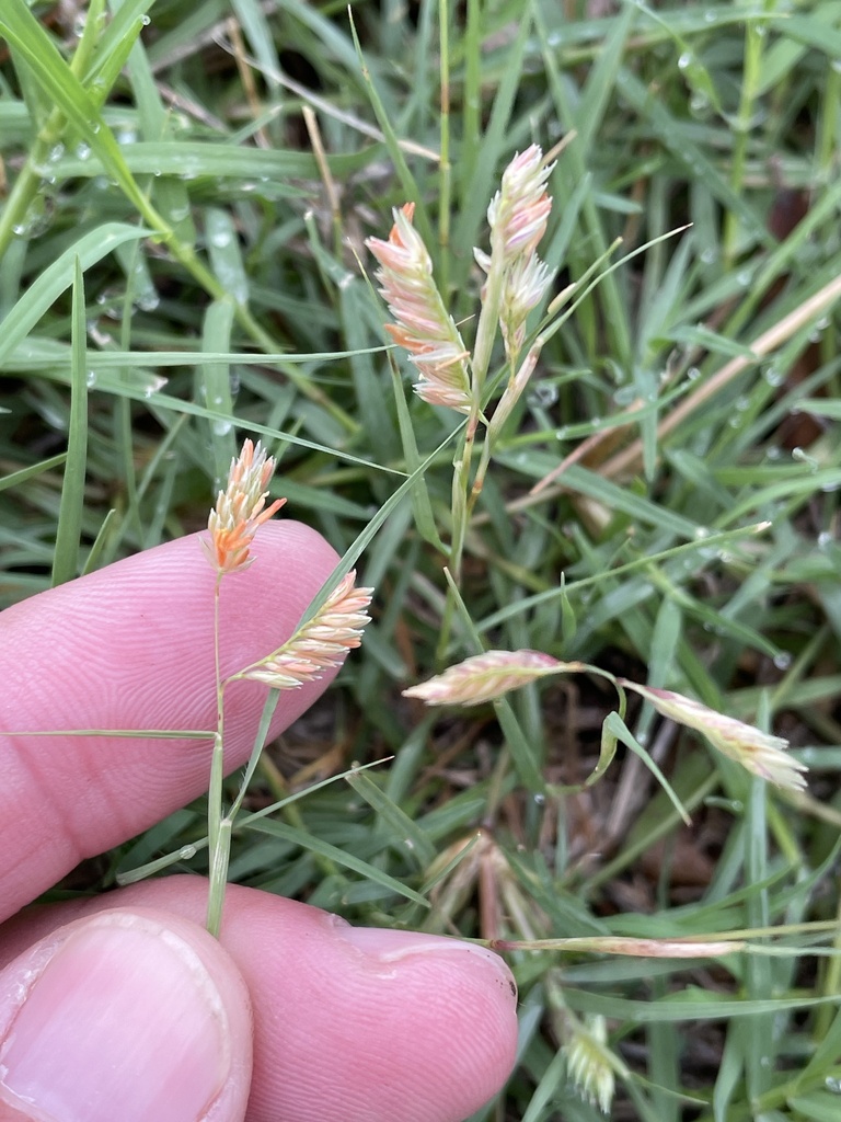 Buffalograss From Millers Creek Dr Prosper Tx Us On June 4 2024 At 1040 Am By Sam