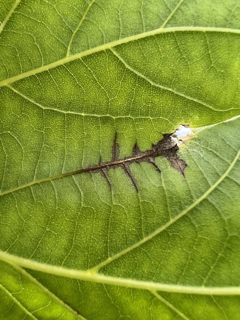 sycamore anthracnose from Bay St, Victoria, BC, CA on June 4, 2024 at ...