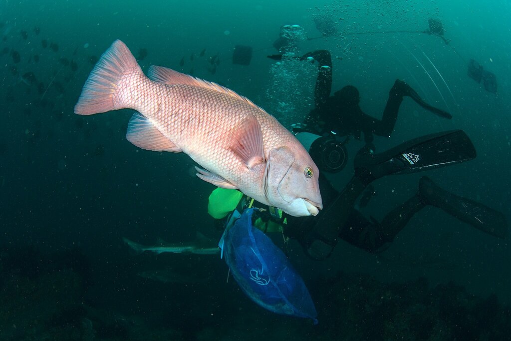 Asian Sheepshead Wrasse (Bodianus reticulatus) - Marine Life Identification