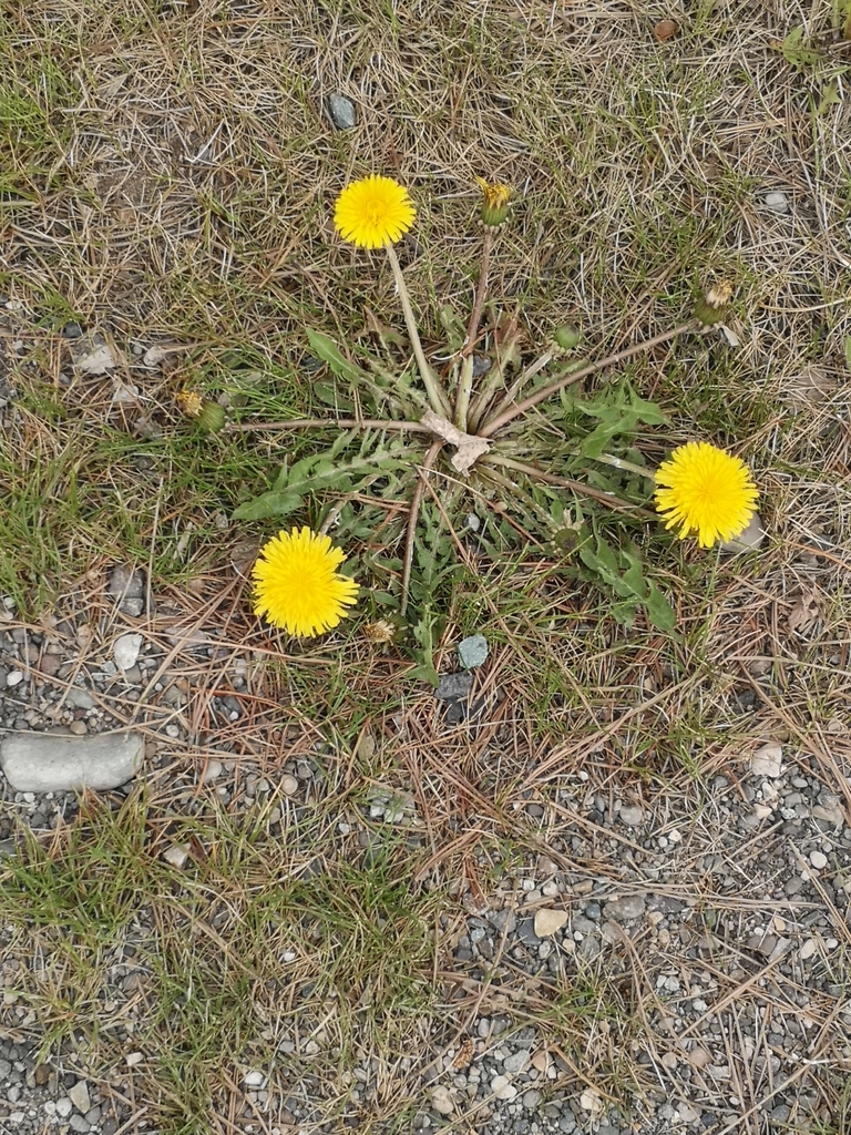 red-seeded dandelion from 4111 15th Ave, Prince George, BC V2M 1V8 ...
