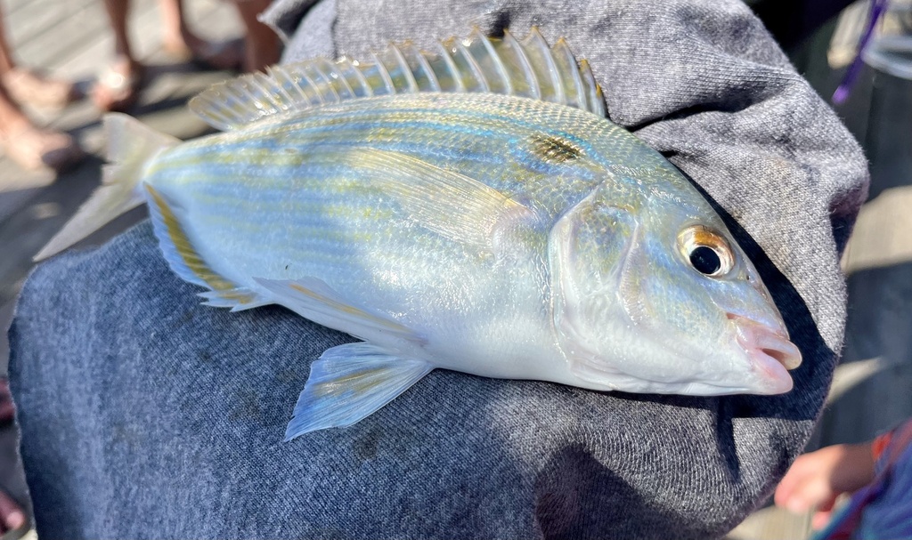 Pinfish from North Atlantic Ocean, SC, US on June 4, 2024 at 09:42 AM ...
