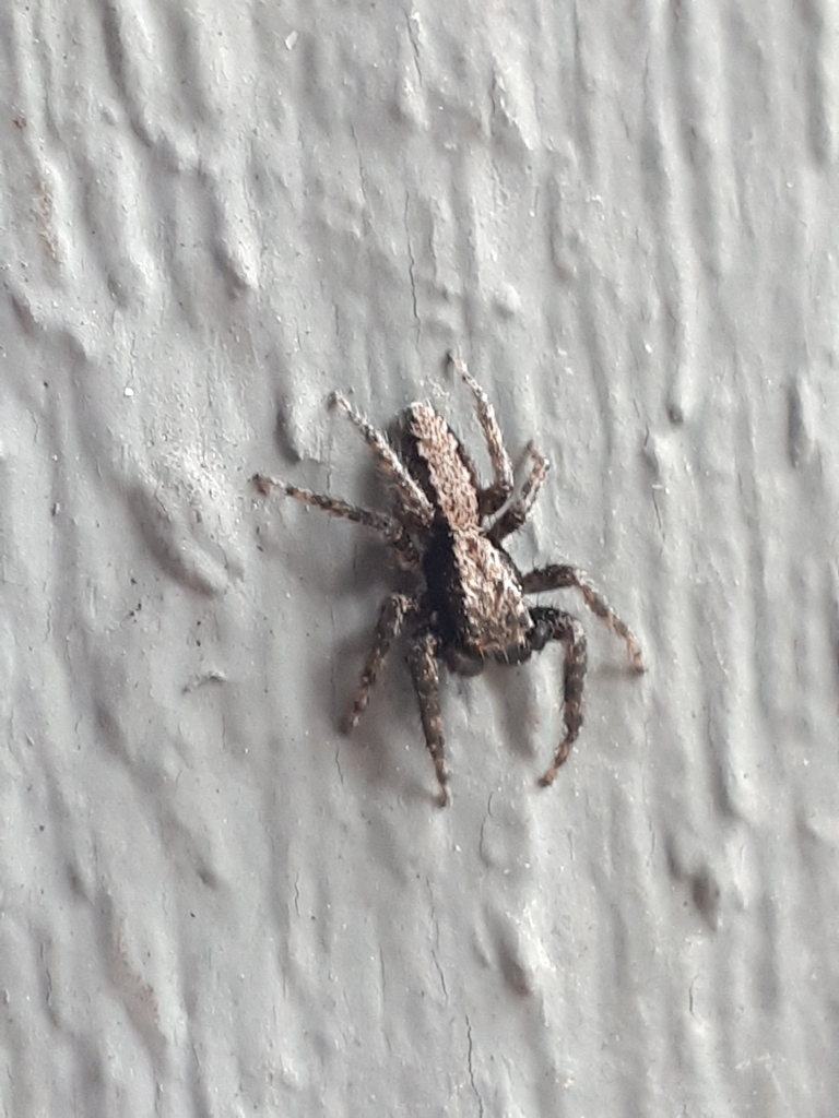 California Flattened Jumping Spider from Mamquam at Diamond Head (WB ...