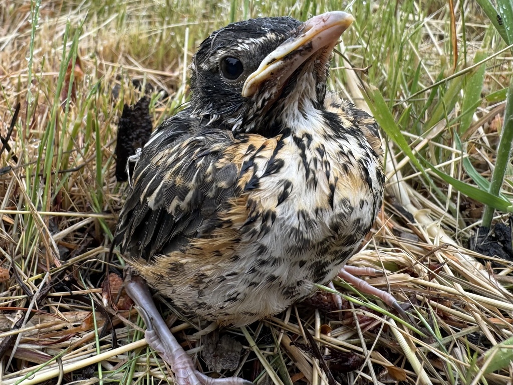 American Robin in June 2024 by Kelsey Kennedy · iNaturalist