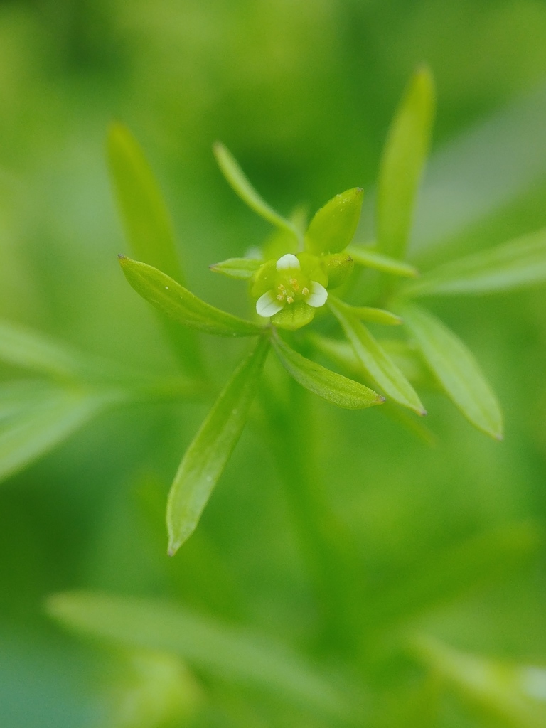 false mermaid (Floerkea proserpinacoides) - Botanical Realm