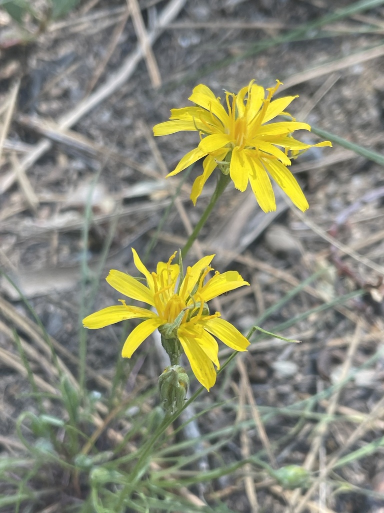 nodding microseris from Lake Tahoe Basin Management Unit, South Lake ...
