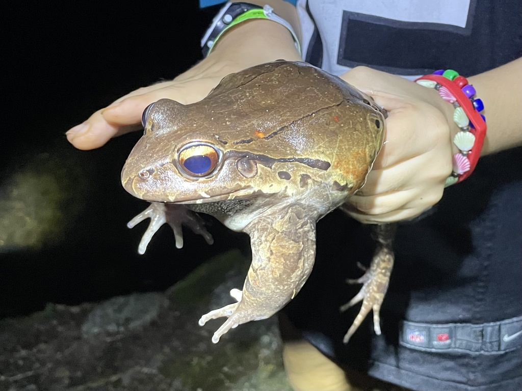 Savage's Thin-toed Frog in June 2024 by add03e · iNaturalist
