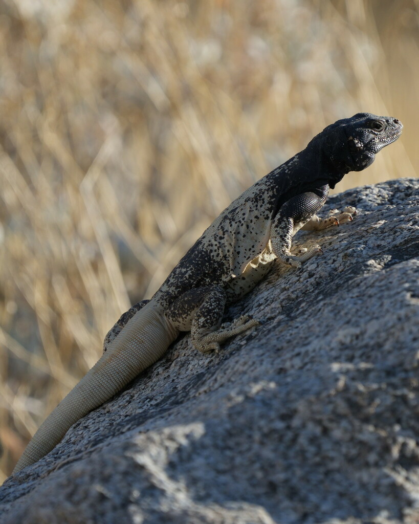 Common Chuckwalla from San Diego County, CA, USA on June 1, 2024 at 05: ...
