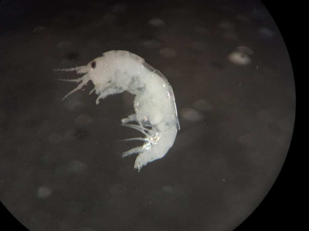 Hyalidae from France on June 2, 2024 by Guillaume Lemonnier · iNaturalist