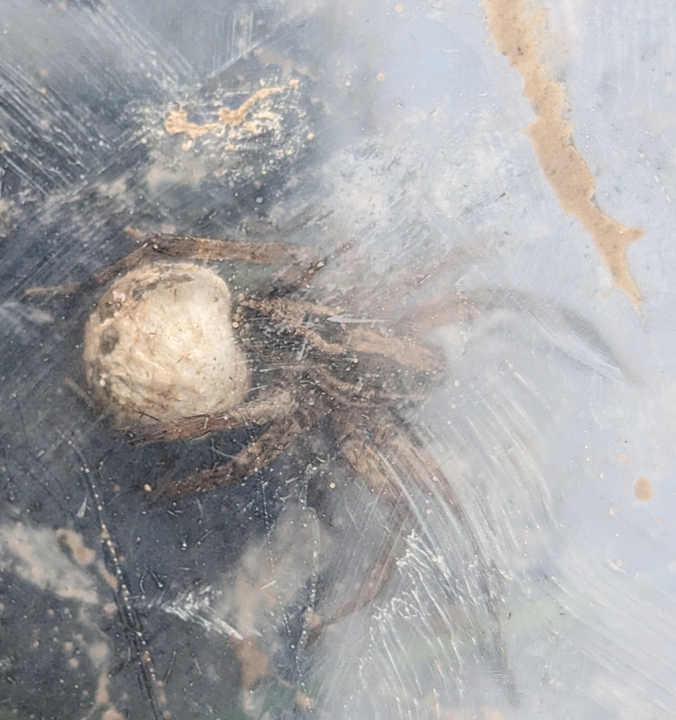 lance wolf spider from McKinney, TX, USA on June 3, 2024 at 10:47 AM by ...