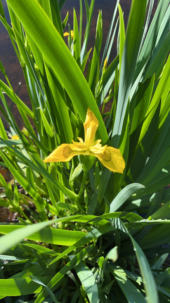 Yellow Iris from Port Edwards on May 27, 2024 at 07:47 AM by David A ...