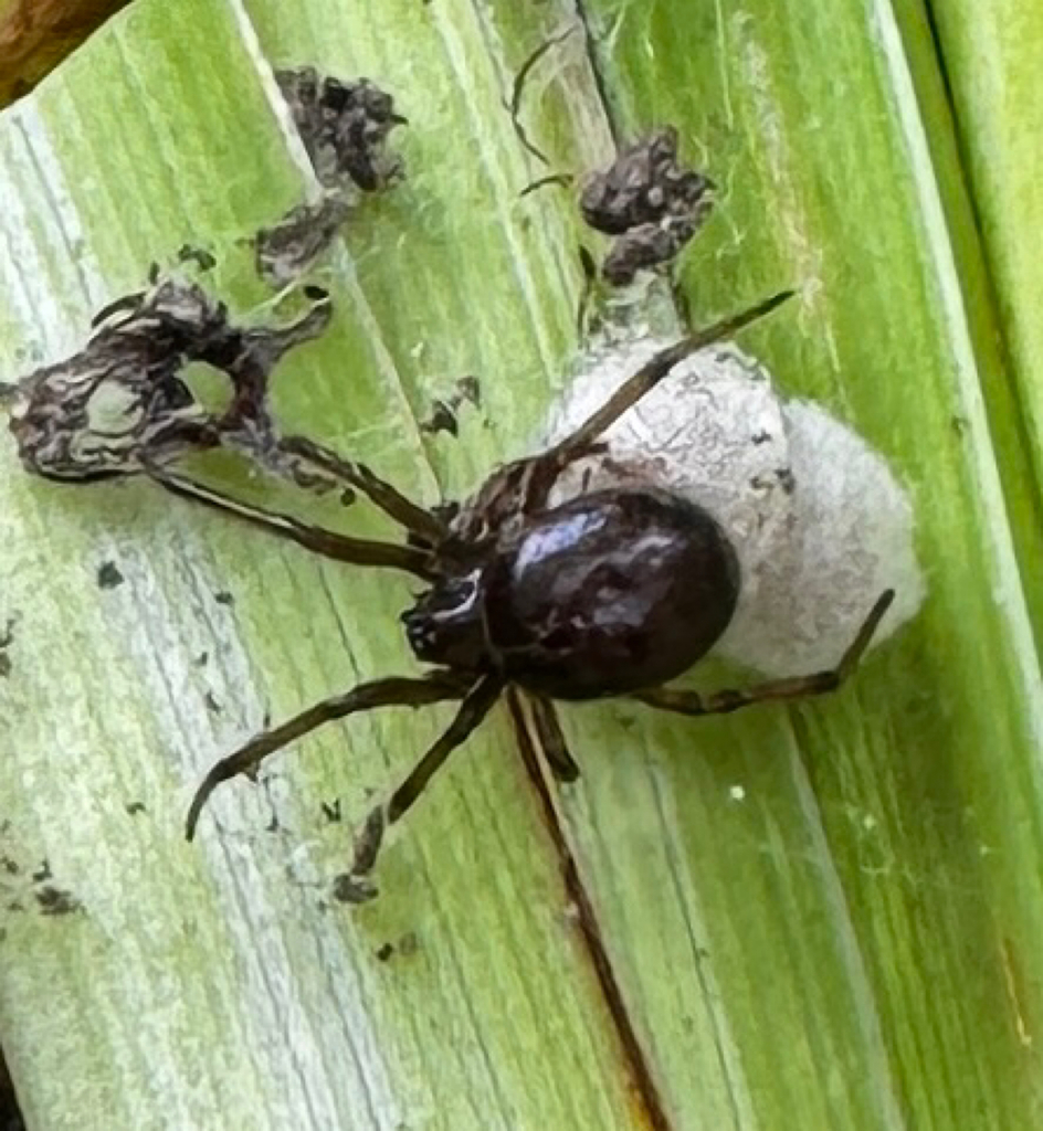 False Widow Spiders from Columbus on June 4, 2024 at 04:31 PM by ...