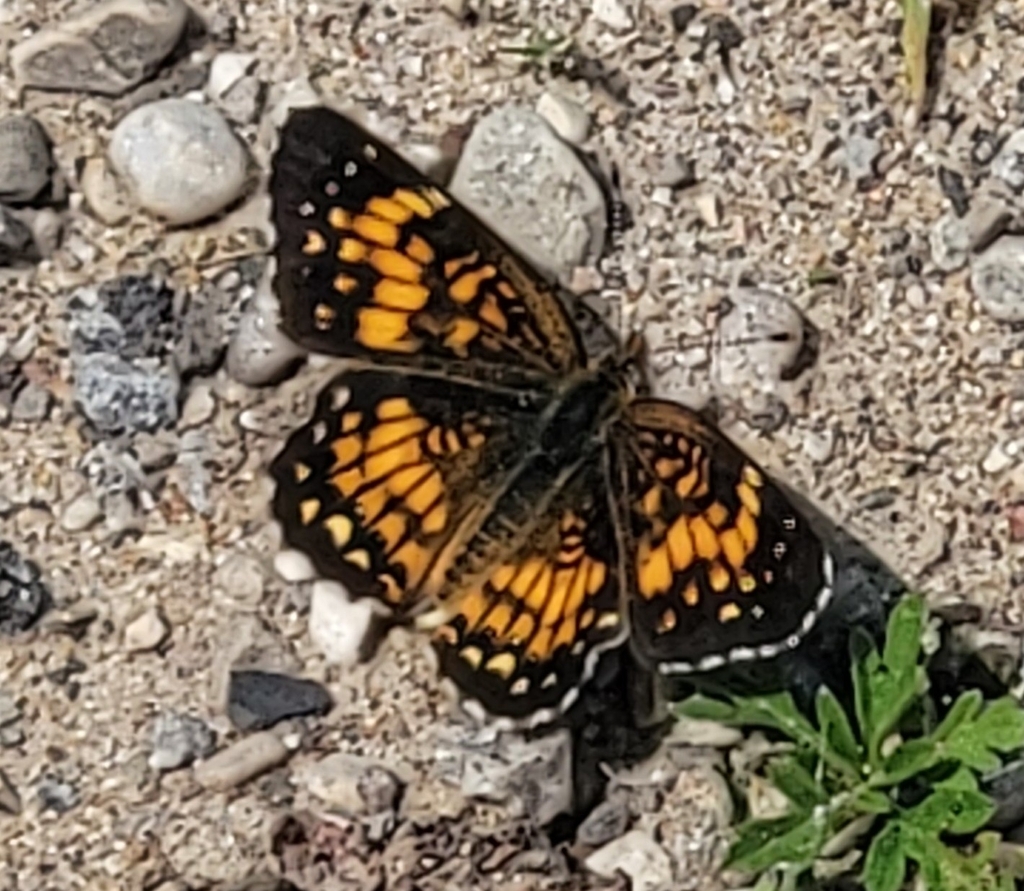 Harris's Checkerspot in June 2024 by Chace Scholten · iNaturalist