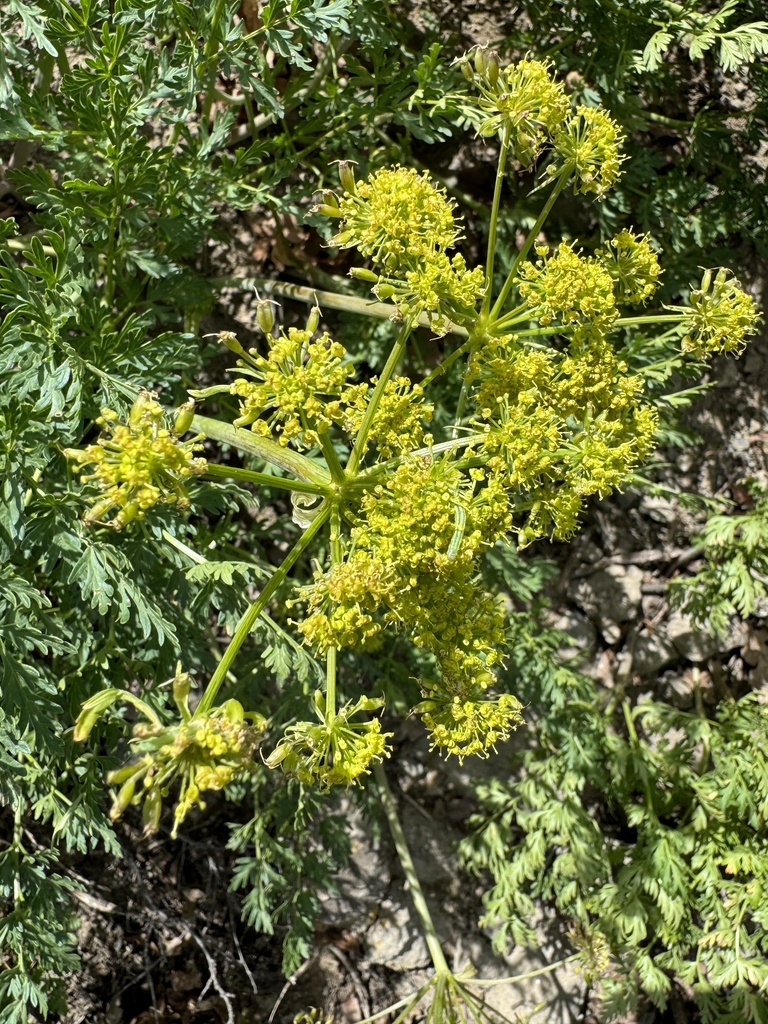 Carrotleaf Biscuitroot from Stagecoach State Park, Oak Creek, CO, US on ...
