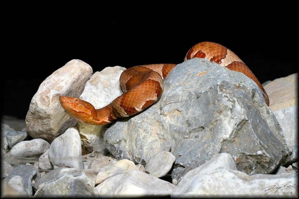 Broad-banded Copperhead in May 2015 by Bryan Box · iNaturalist