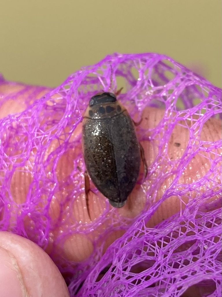 Rhantus from OO Ranch Rd, Hines, OR, US on June 3, 2024 at 11:31 AM by ...