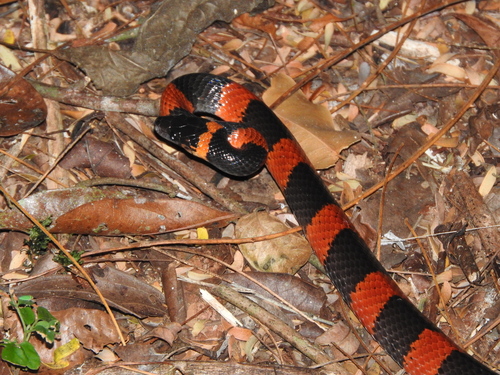 Forest Flame Snake (Oxyrhopus petolarius) - Snakes and Lizards