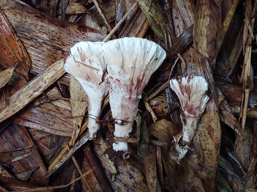 Stereopsis radicans · iNaturalist Mexico