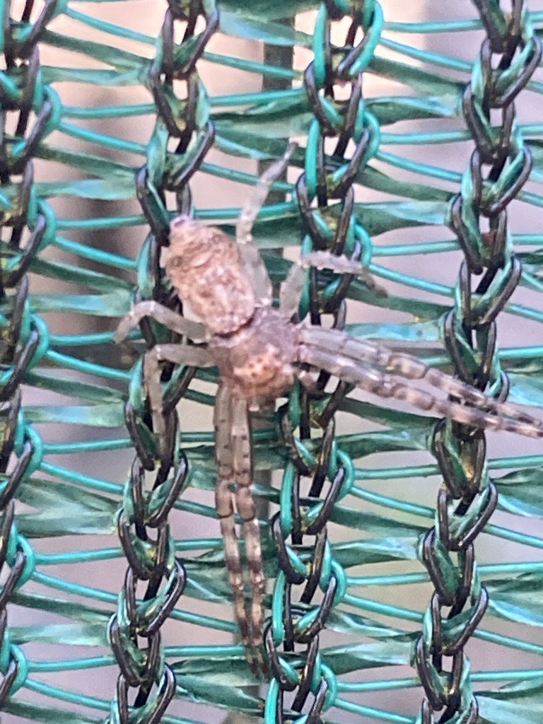 Bearded-legs Crab Spider from Burraneer Rd, Coomba Park, NSW, AU on ...