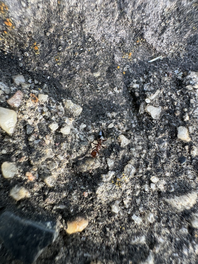Cherry Acrobat Ant from Lakeview Memorial Park, Cinnaminson, NJ, US on ...