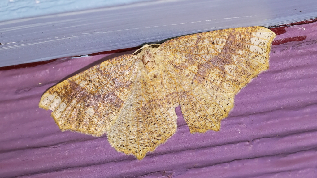 Oak Besma Moth from Wading River, NY, USA on June 1, 2024 at 04:19 AM ...