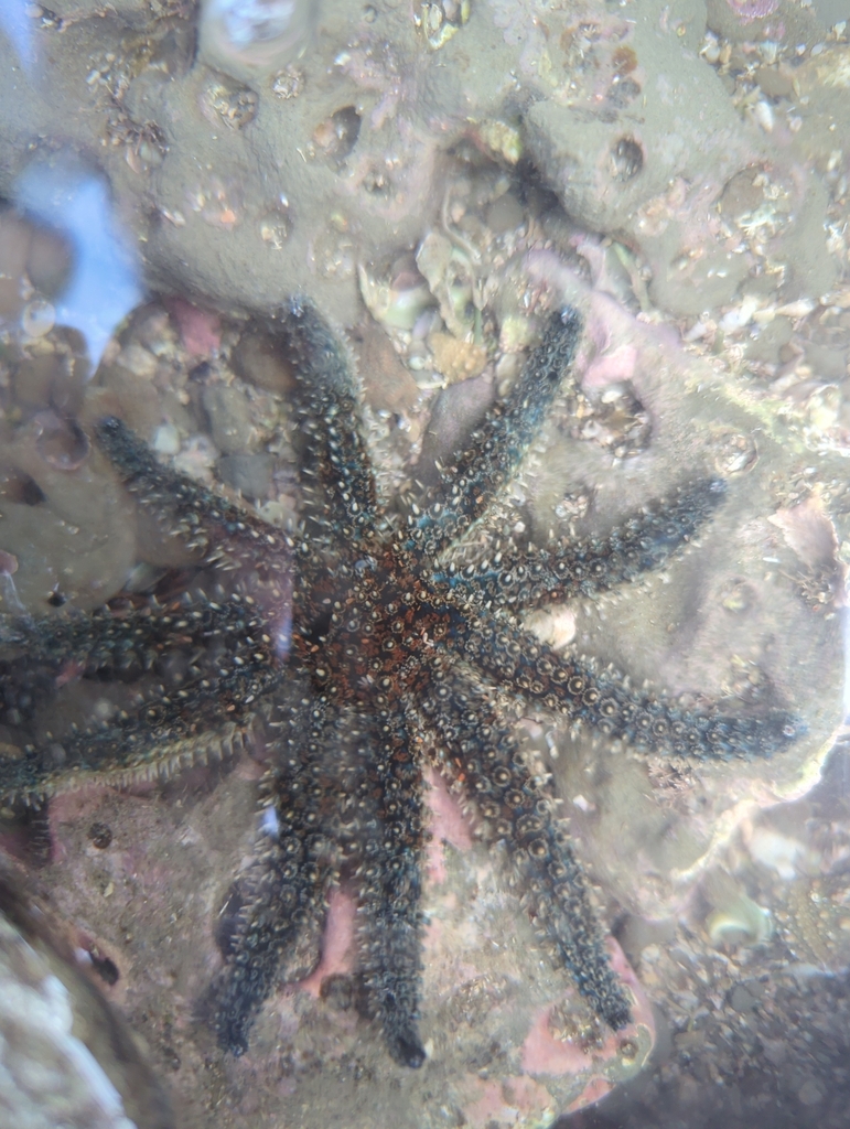 Eleven-armed Sea Star from Long Bay-Okura Marine Reserve, NZ-AU, NZ on ...