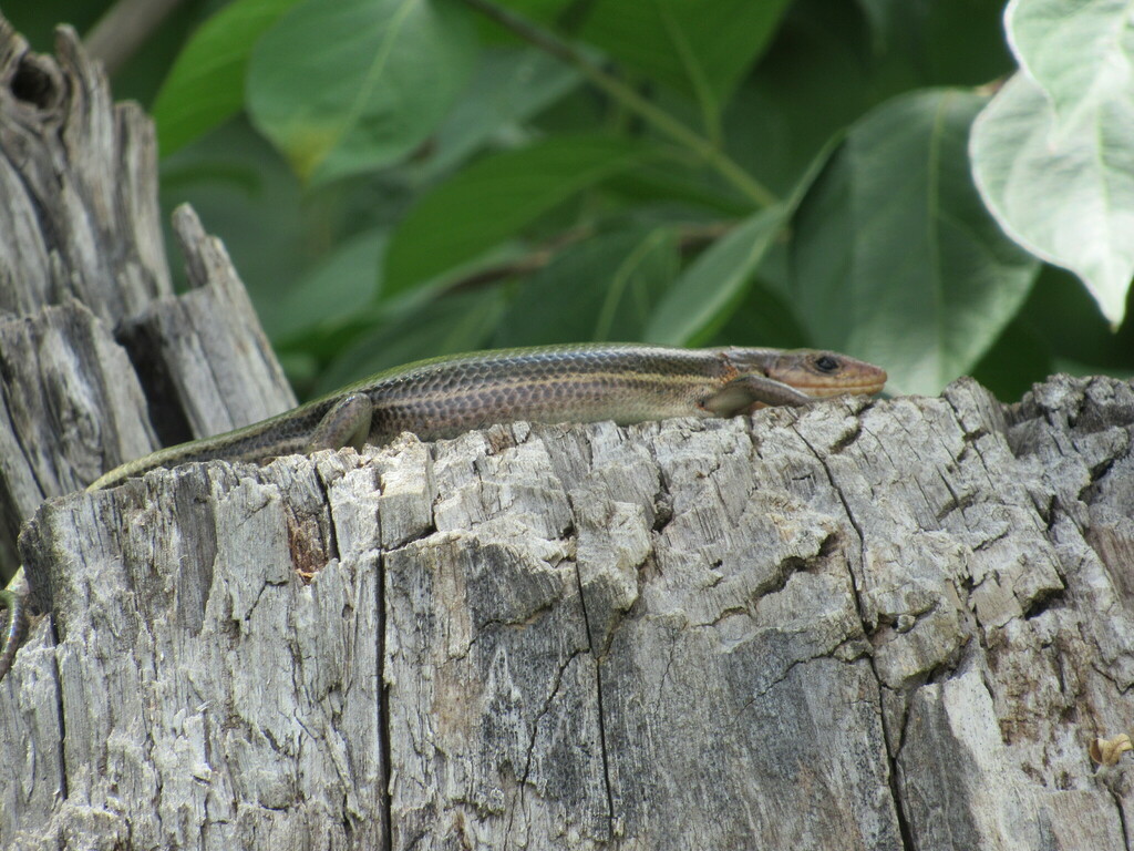 Common Five-lined Skink from Warren County, OH, USA on May 30, 2024 at ...