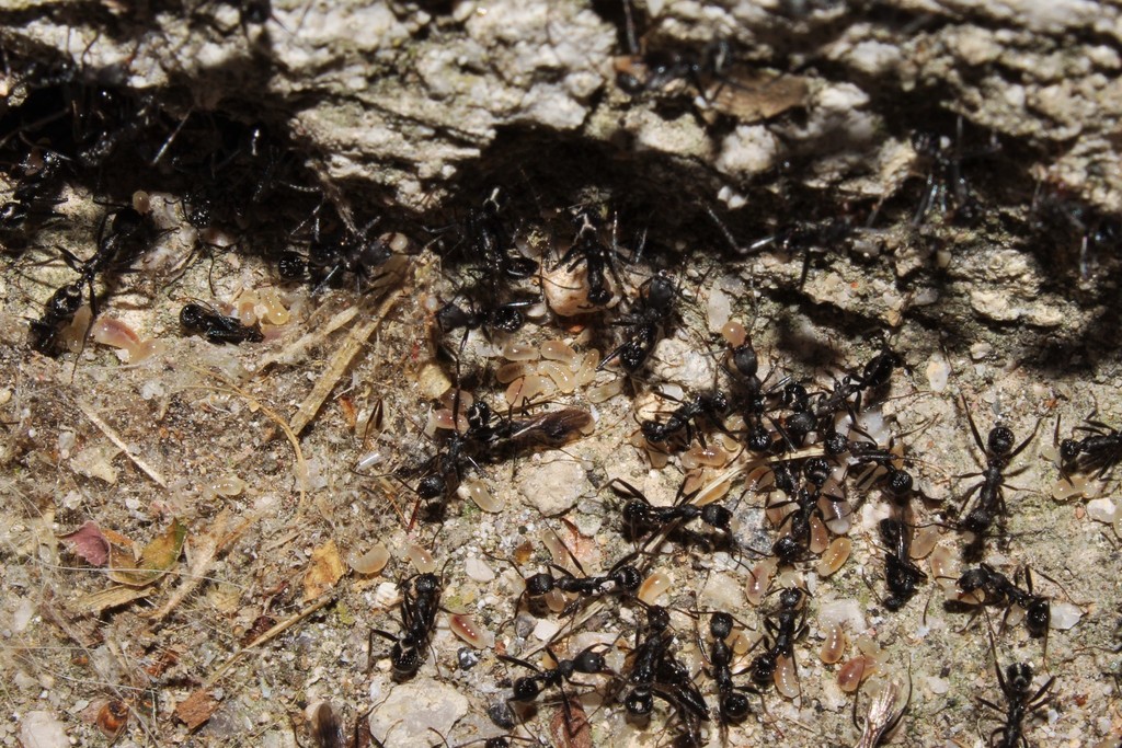 Balkan Collared Ant from Αθήνα, Ελλάδα on May 15, 2019 at 02:53 PM by ...